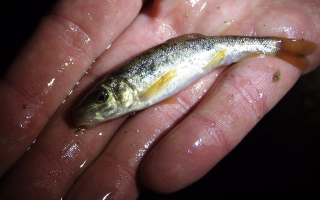 Modoc Sucker Removed from Endangered List – Mitchell Chadwick